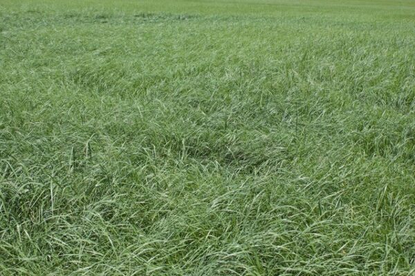 The great 2024 hay run begins! - Bowral Co-op